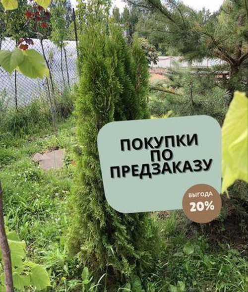 Туя 1,5м