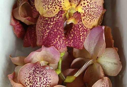 Орхидея Ванда в срезке