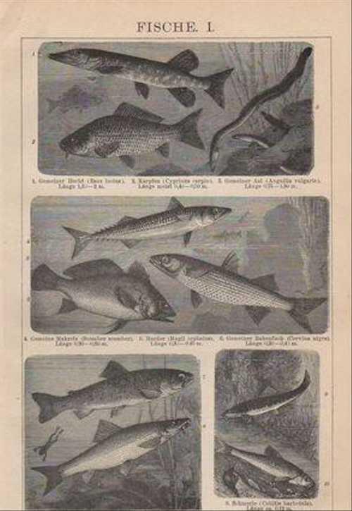 Литография. Виды рыб. Германия. 19 век