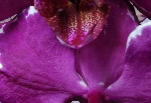 Орхидея Мальва(Мальвина)(отцвет)