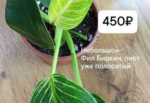 Филодендрон биркин