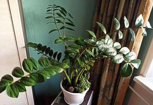 Замиокулькас комнатное растение долларовое дерево