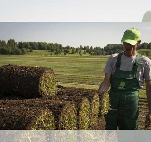 Рулонный газон, категория Стандарт в Челябинске