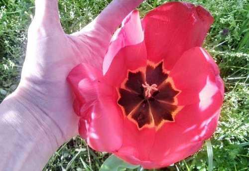 Луковицы красных больших тюльпанов 10шт