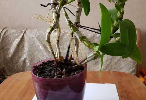 Орхидея фаленопсис розовый