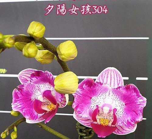 Орхидея фаленопсис бабочка Pink Sunset Girl