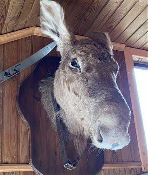 Чучело головы лося