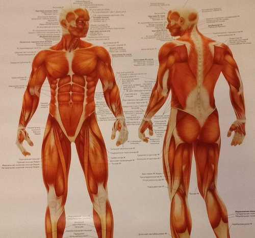 Плакат с мышцами тела человека