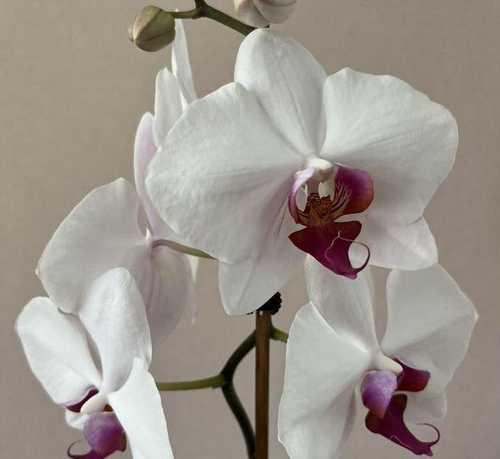 Орхидея фаленопсис Red kiss