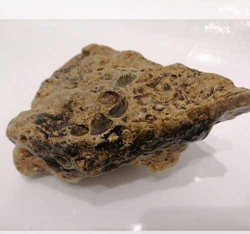 Природный камень известняк с окаменелостями