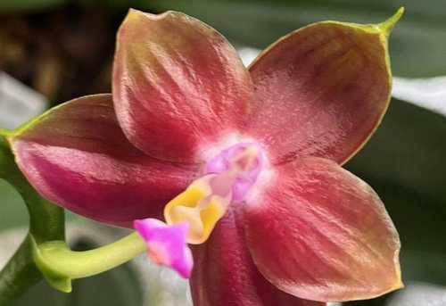 Орхидея фаленопсис Mituo AMM47