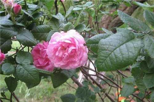 Ароматная чайная роза
