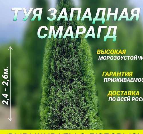 Туя Смарагд 247см