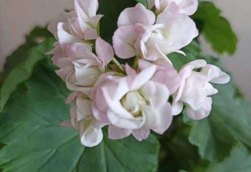 Герань пеларгония цветущее растение