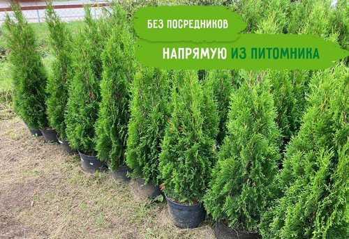 Саженцы Туя Смарагд 100-120см с доставкой