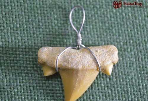 Кулон подвеска "Зуб древней ископаемой акулы" #2