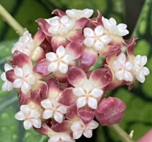 Хойя калистофилла калимантан