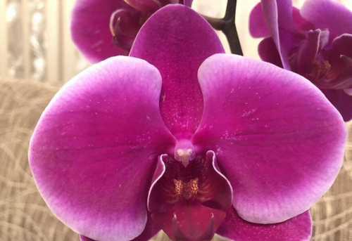 Орхидея фаленопсис сорт Pretoria