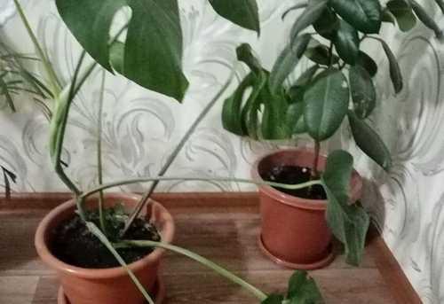 Растения комнатные