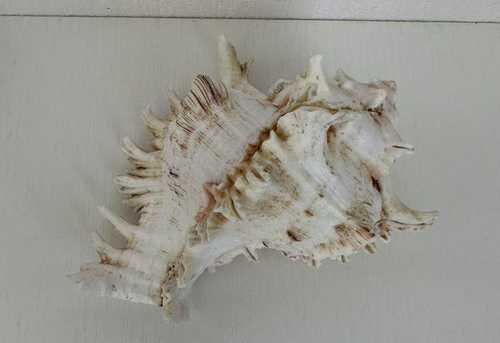 Ракушка раковина морская мурекс