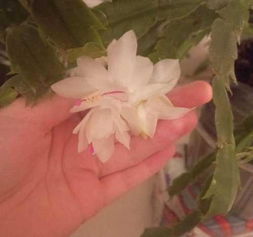 Растение Декабрист шлюмбергера белый