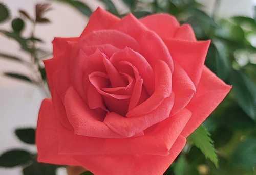 Роза Calibra домашняя коралловая саженцы