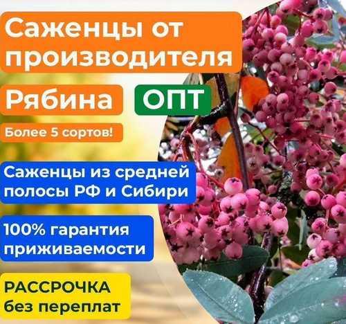 Саженцы рябины. Опт