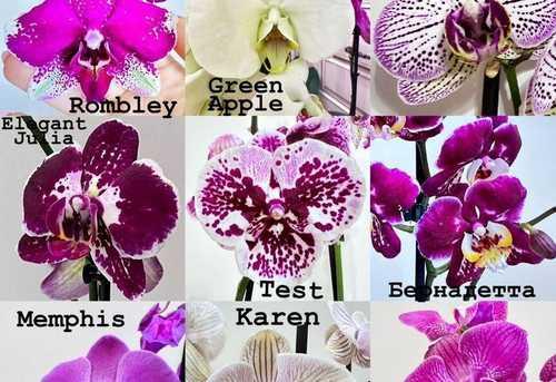 Редкие орхидеи реанимашки