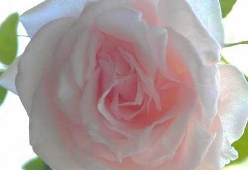 Роза домашняя, плетистая