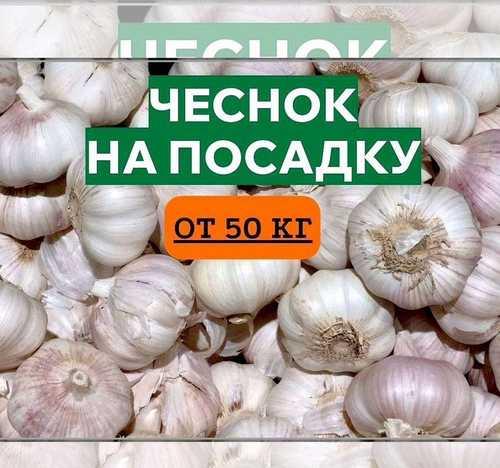 Чеснок озимый на посадку