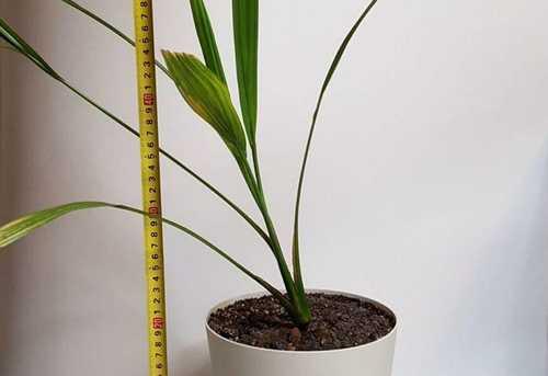 Финиковая пальма в горшке с грунтом. Высота 60 см