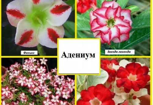 Адениум обесум (сеянцы)