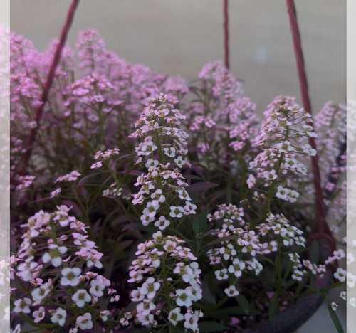 Черенки вегетативного алиссума сноу принцесс
