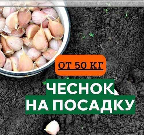 Семена. Чеснок на посадку