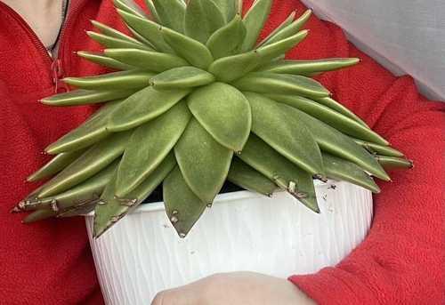 Эйхеверия Савана интерьерная огромное растение