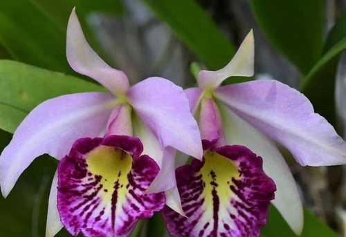 Орхидея каттлея Rhyncholaeliocattleya