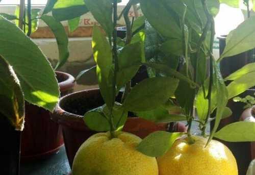 Продам цитрусовые и экзотические плодовые растения