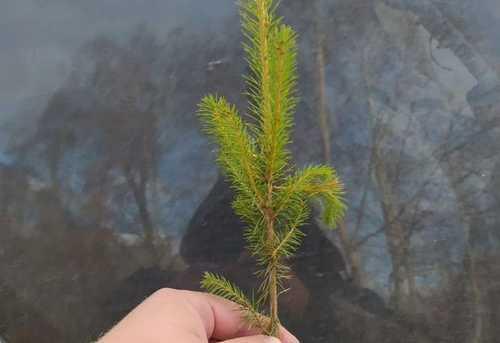 Ель с окс сеянцы для лесовосстановления