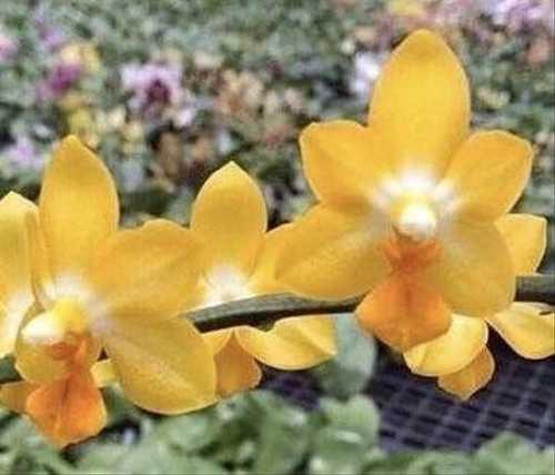 Орхидея Yaphon Lobispis X Tying Shin Cupid