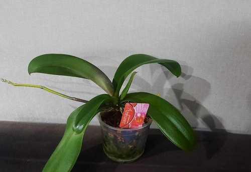 Фаленопсис орхидея, выпустил цветонос
