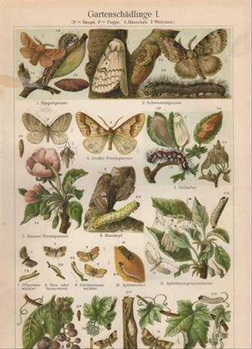Литографии. Бабочки. Садовые вредители 19 век