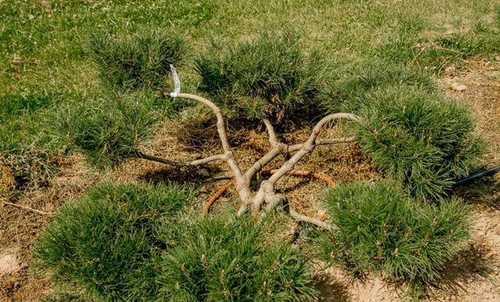 Сосна горная Pinus