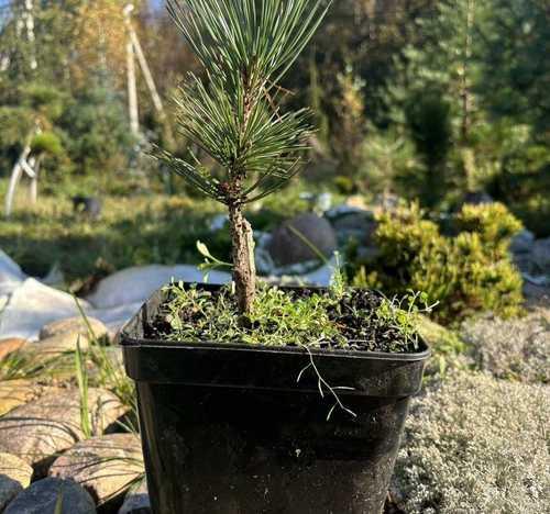 Сосна белокорая Сателлит (Pinus Satellit)