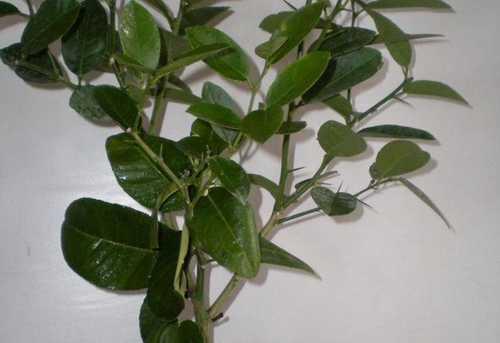 Саженцы лимонного дерева оптом и в розницу