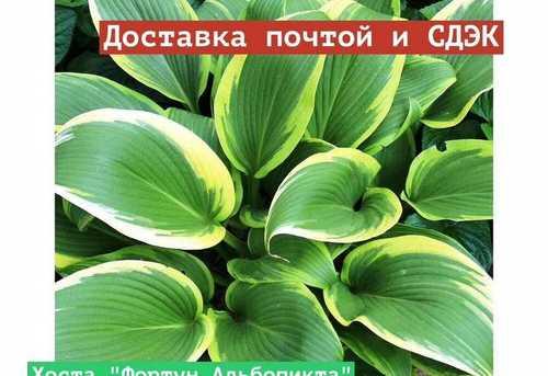 Хоста Фортун Альбопикта