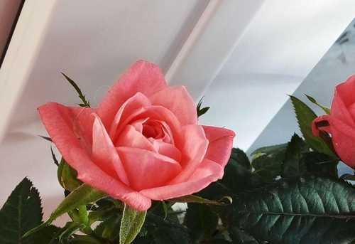 Розовая роза комнатная