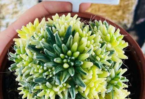 Редкие кактусы Mammillaria, Matuca, Dolichothele