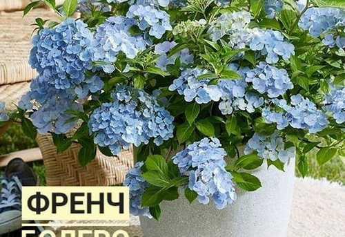Гортензия френч болеро