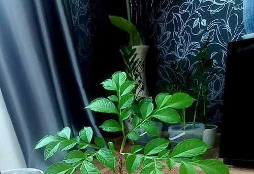 Аморфафалус комнатное растение