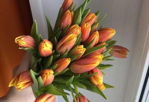 Тюльпаны мелкий опт голландия